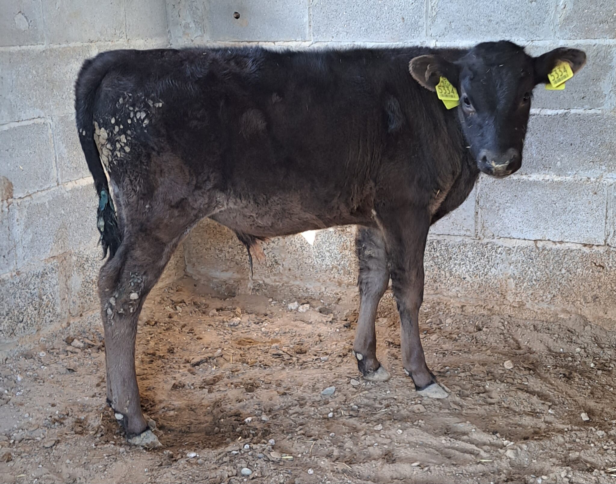 Wagyu - Prosire Genetics